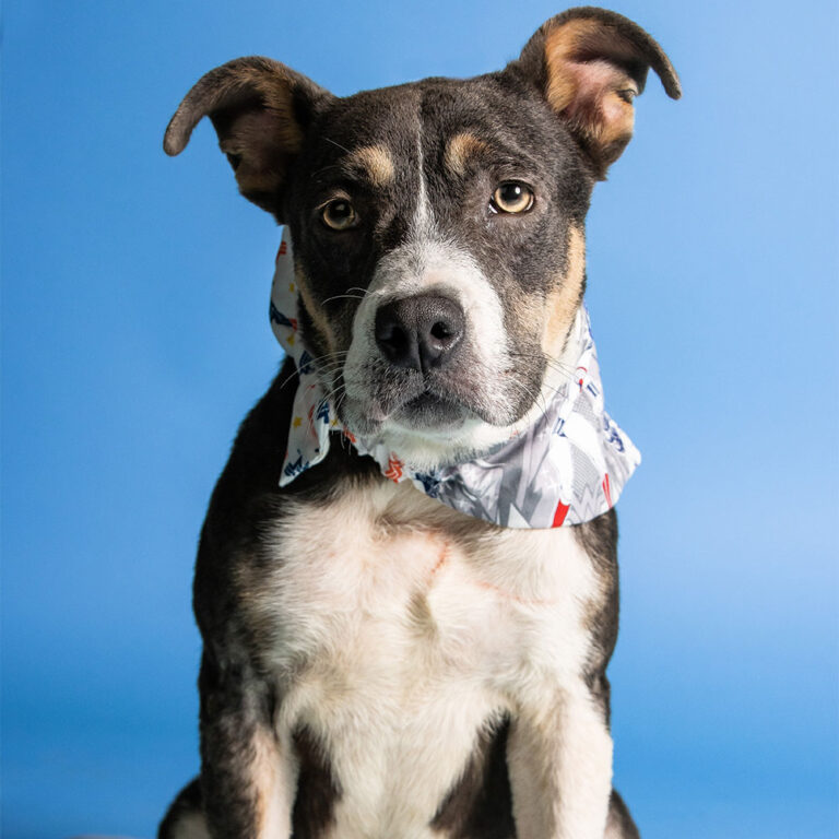 Home - Freedom Street RescueFreedom Street Rescue