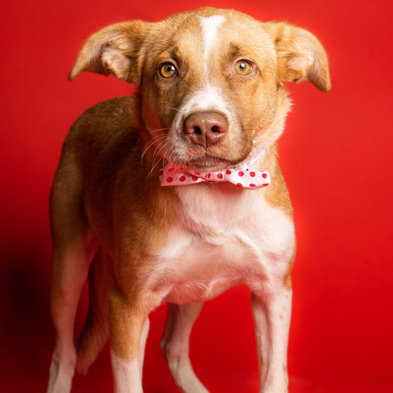 Home - Freedom Street RescueFreedom Street Rescue