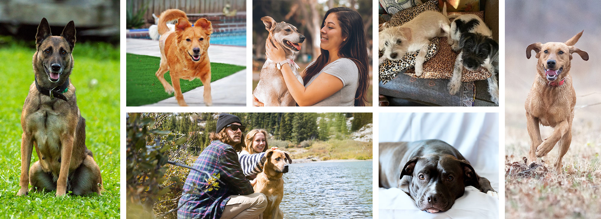 Home - Freedom Street RescueFreedom Street Rescue