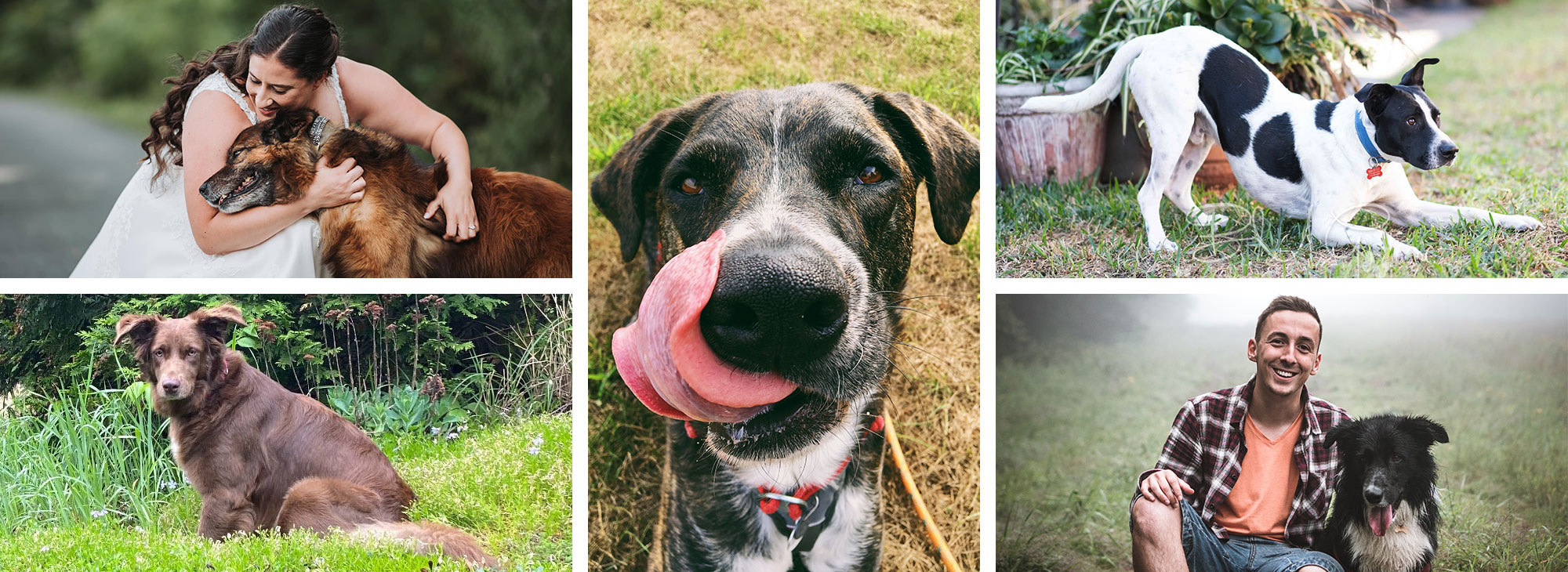 Home - Freedom Street RescueFreedom Street Rescue