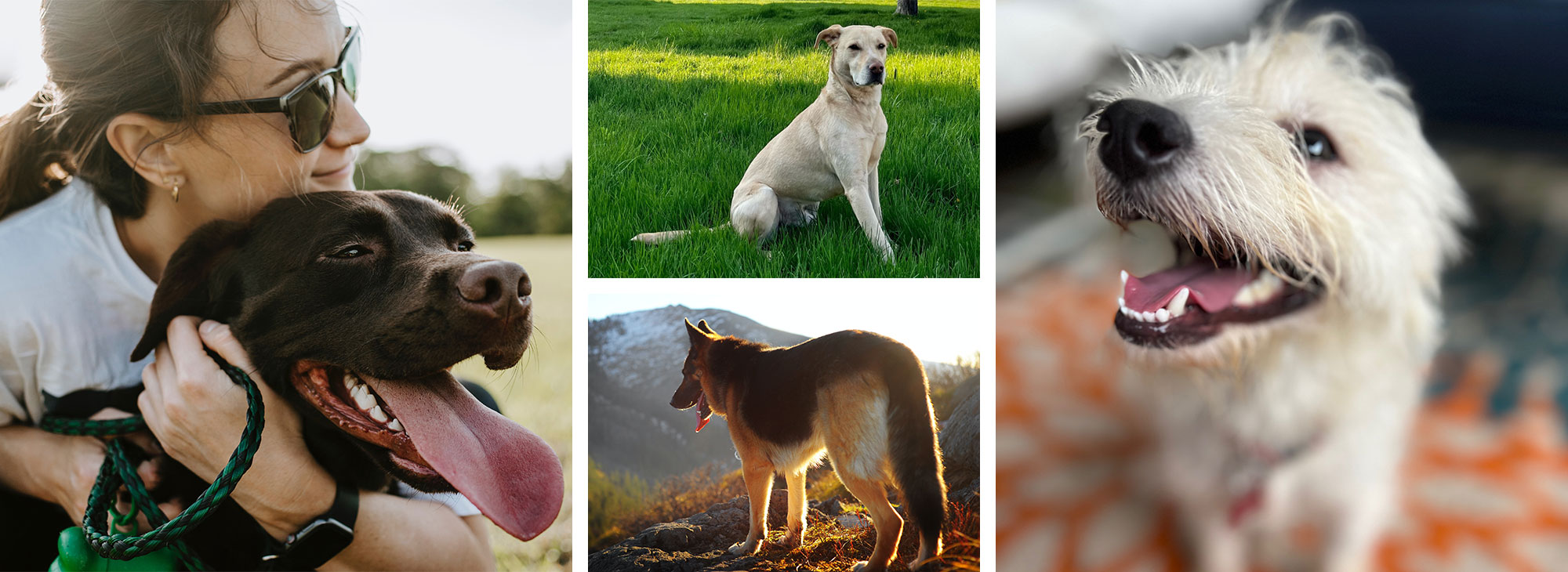 Home - Freedom Street RescueFreedom Street Rescue