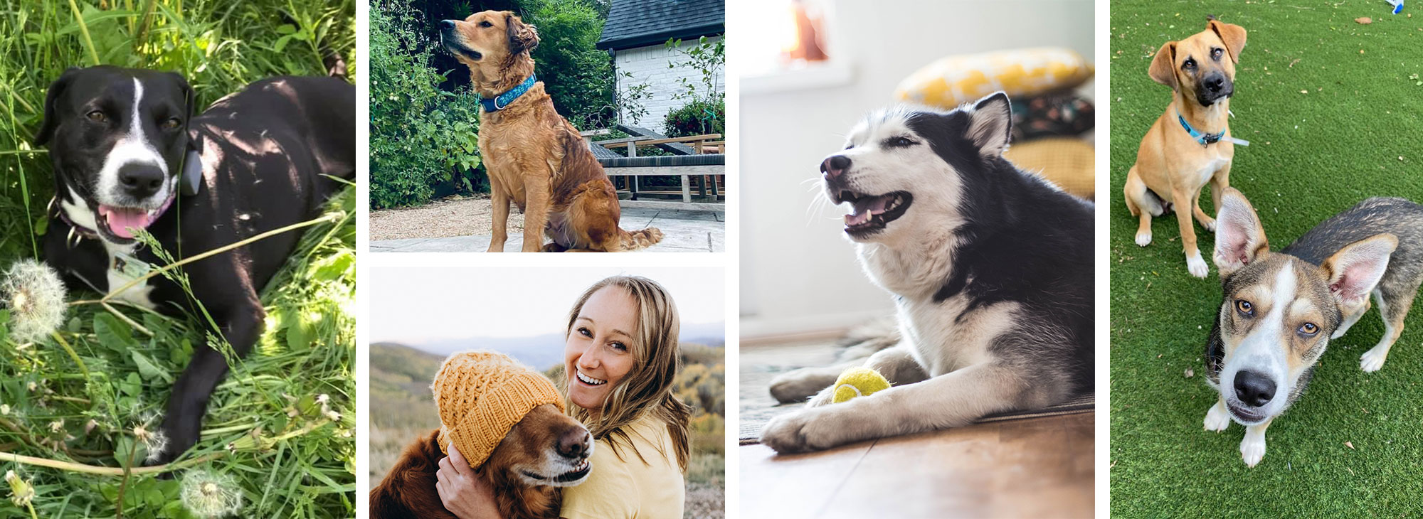 Home - Freedom Street RescueFreedom Street Rescue