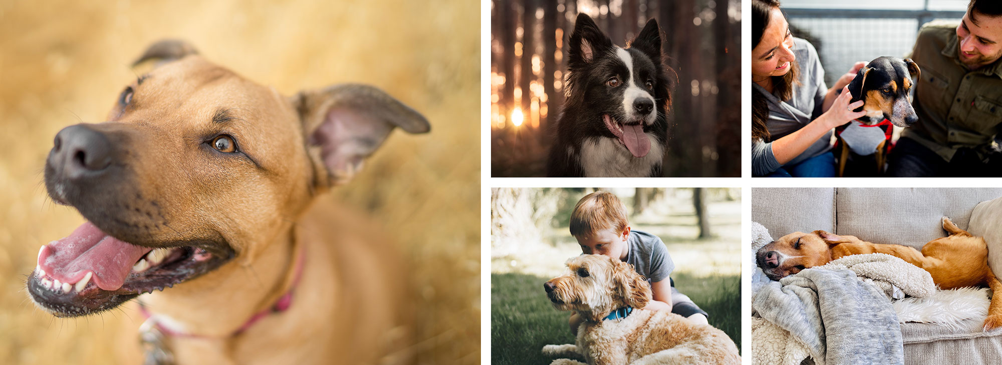 Home - Freedom Street RescueFreedom Street Rescue