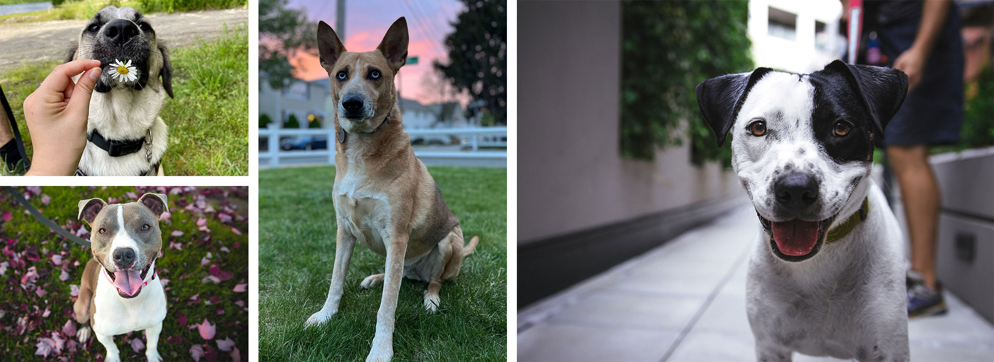 Home - Freedom Street RescueFreedom Street Rescue